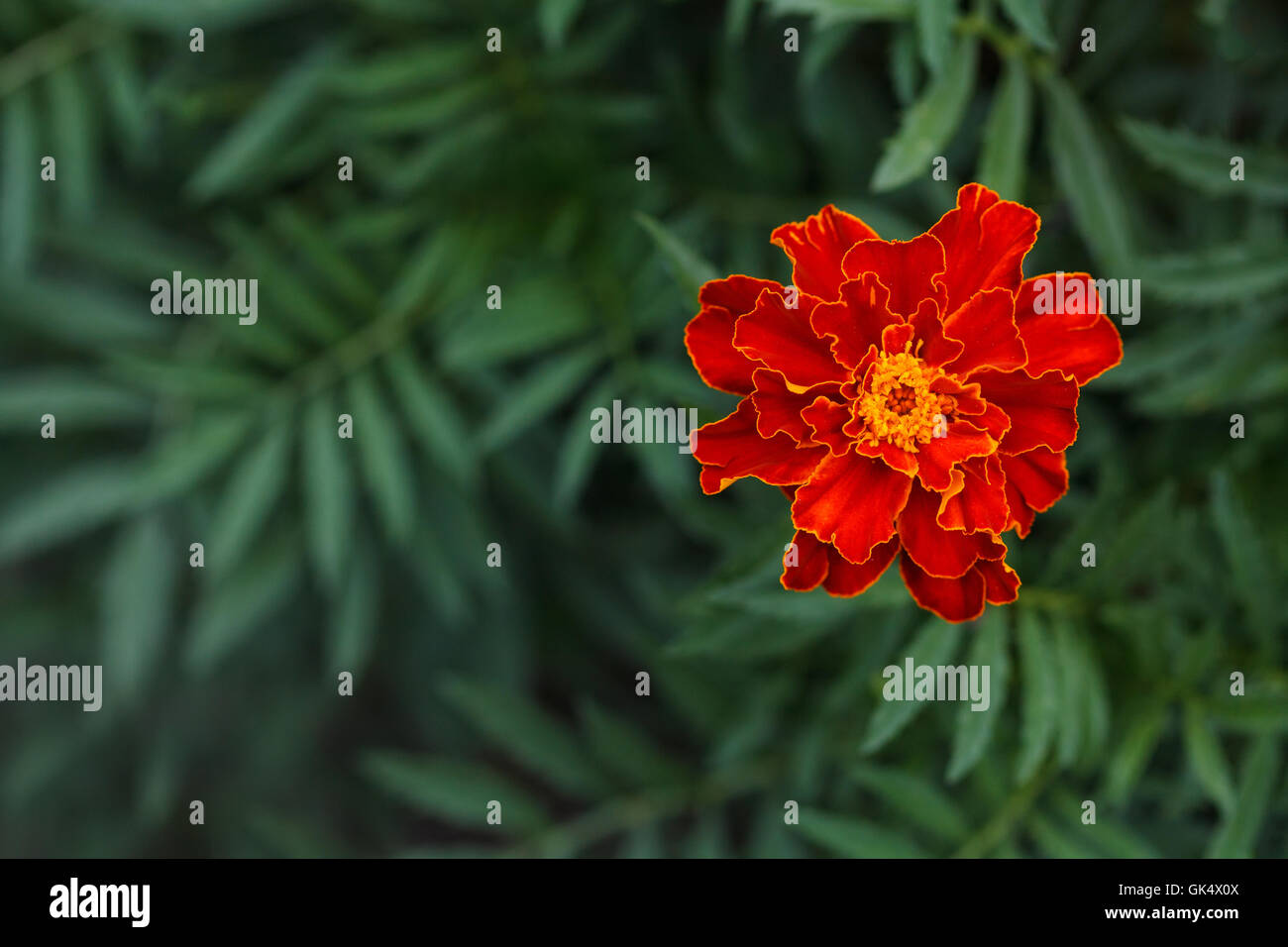 Beautiful big marigold flower hi-res stock photography and images - Alamy