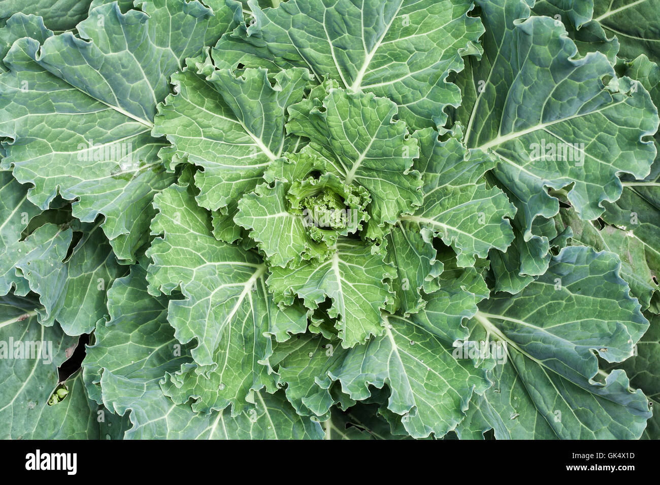 Big cabbage hi-res stock photography and images - Alamy