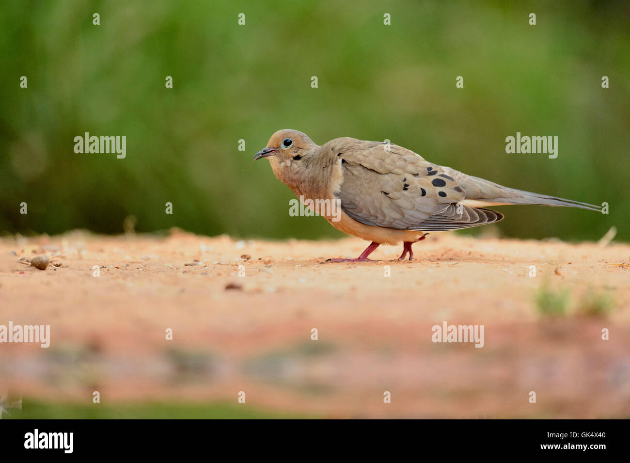 Mourning dove feeder hi-res stock photography and images - Alamy