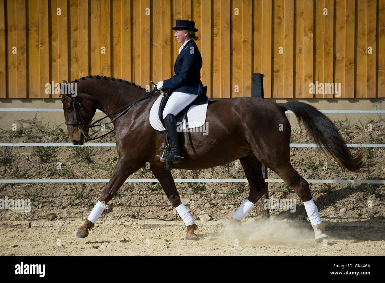 Dressage Riding Rider Trot High Resolution Stock Photography and Images ...