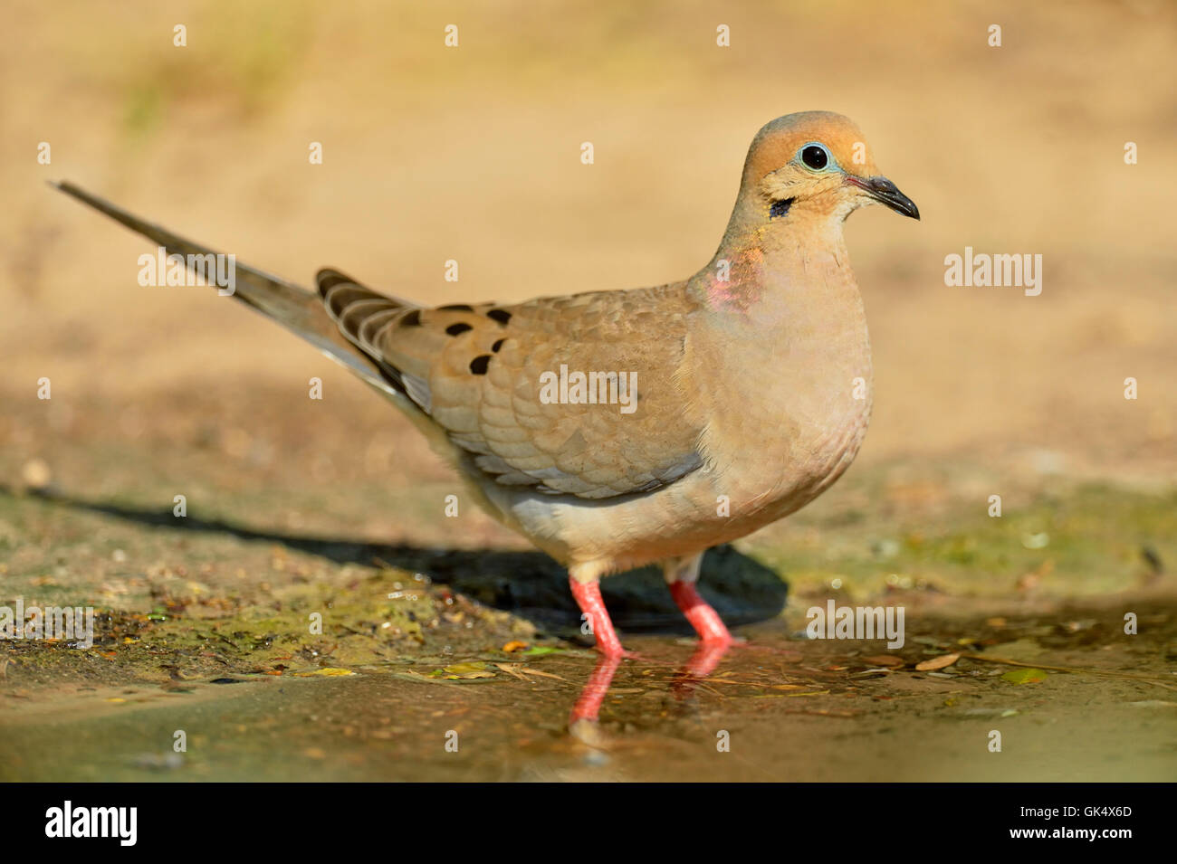 Mourning dove ( Zenaida macroura), Rio Grande City, Texas, USA Stock ...