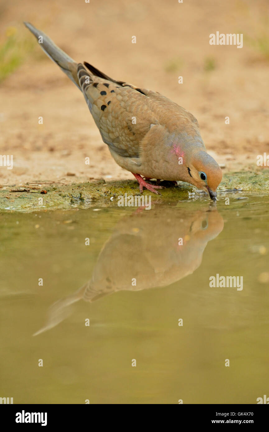 Mourning dove ( Zenaida macroura), Rio Grande City, Texas, USA Stock ...