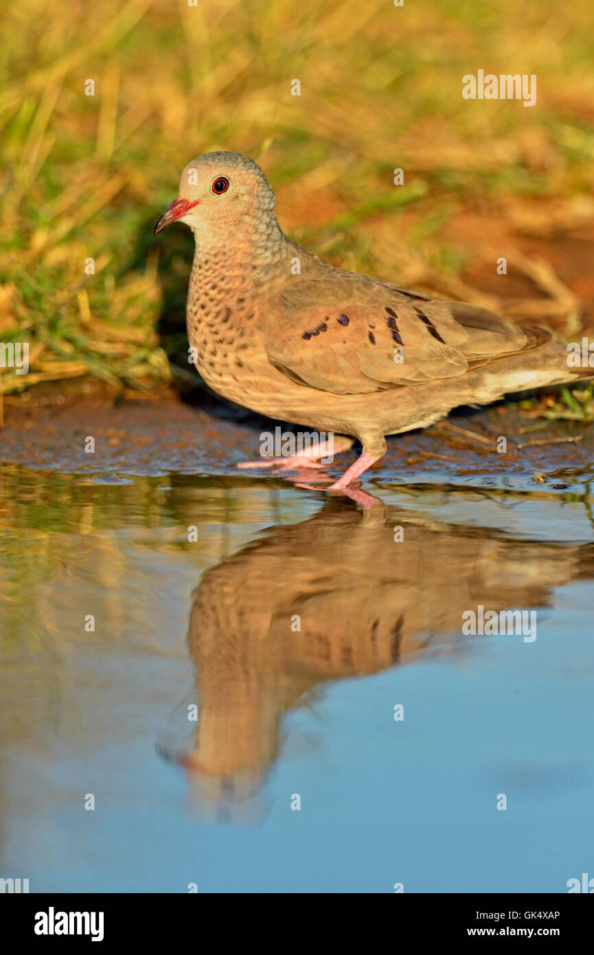 Columbina passerina hi-res stock photography and images - Alamy
