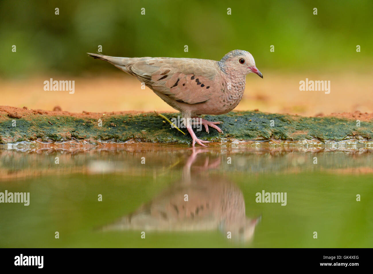 Common ground dove hi-res stock photography and images - Alamy