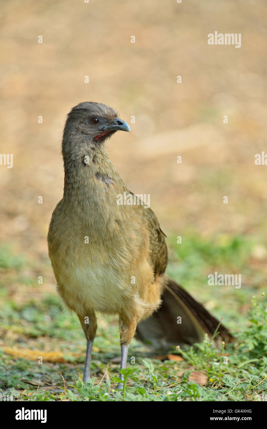 Plain chachalaca (Ortalis vetula), Quinta Mazatlan, McAllen, Texas, USA ...
