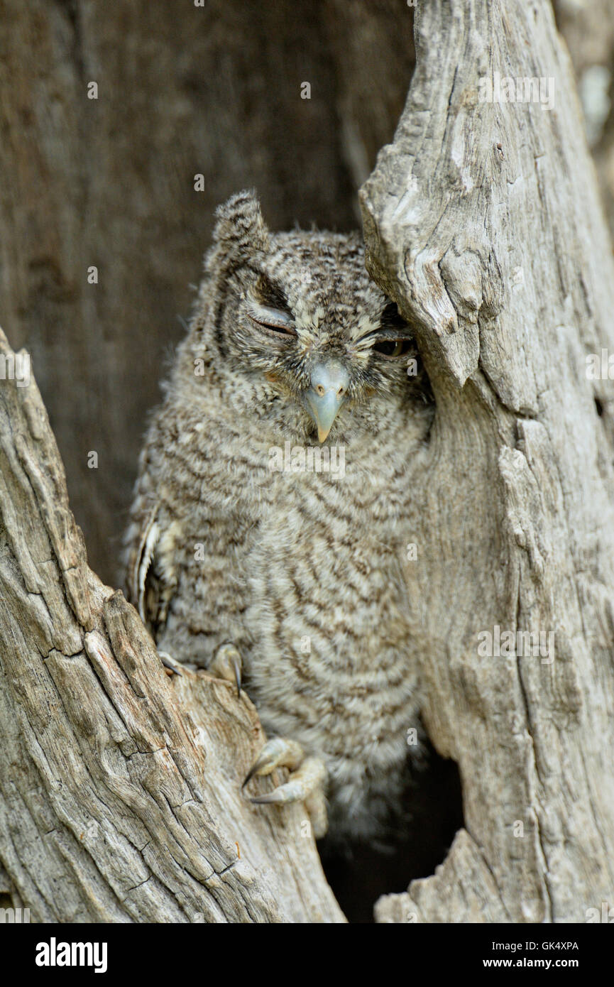 Eastern Screech-Owl (Megascops asio) Fledgling in a nest cavity, Rio ...