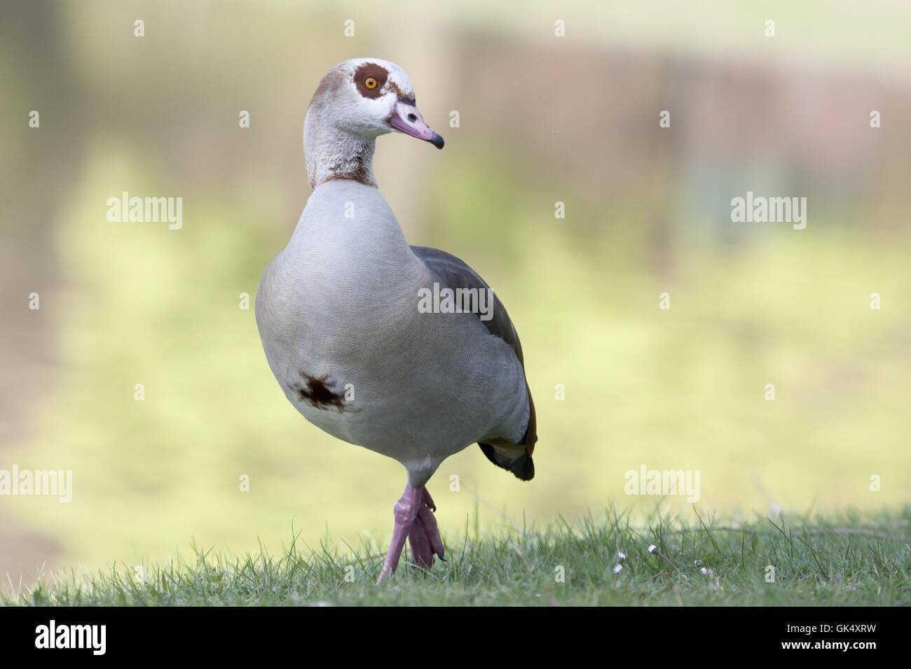 Nilgans an see hi-res stock photography and images - Alamy