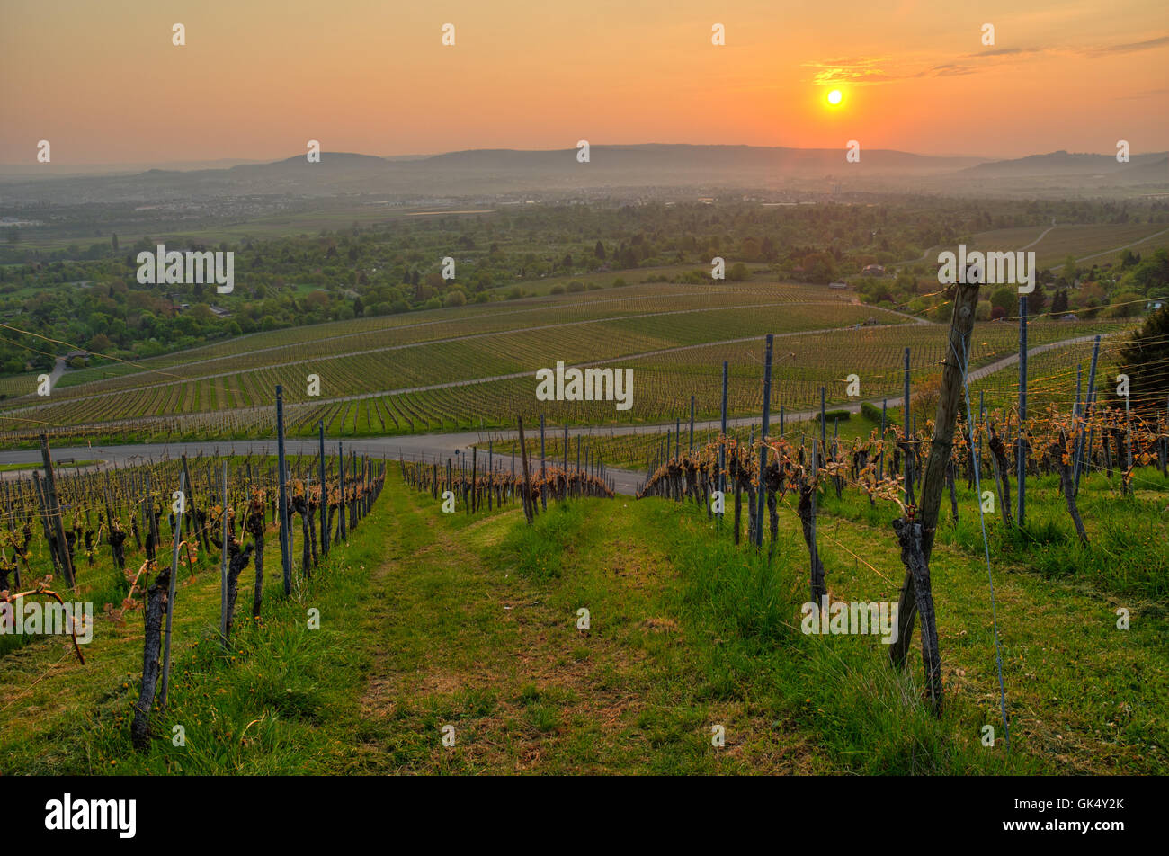 vineyard in spring Stock Photo - Alamy