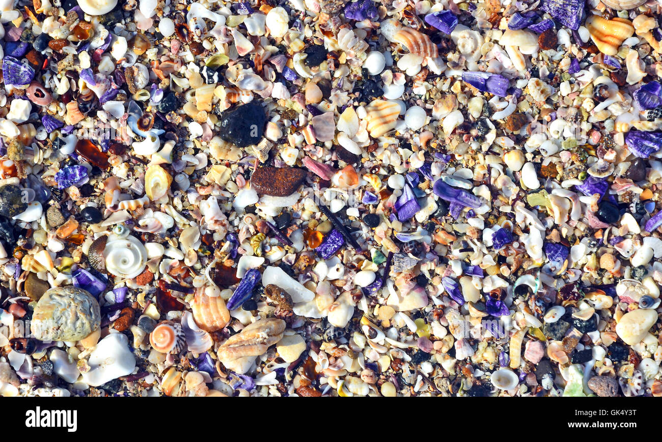 Beach sand covered in colorful seashells including purple barnacles ...