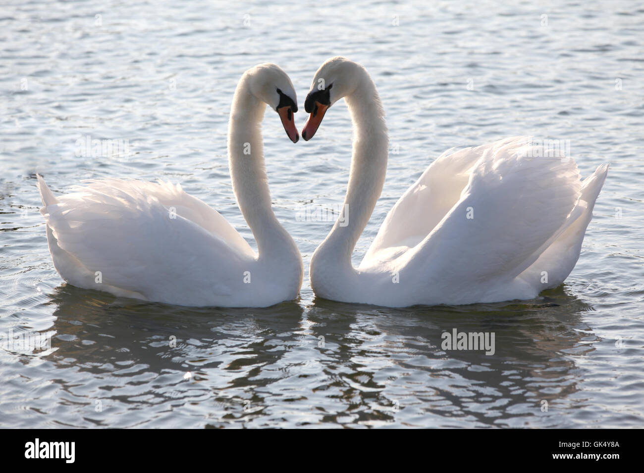 feeling bird fauna Stock Photo - Alamy