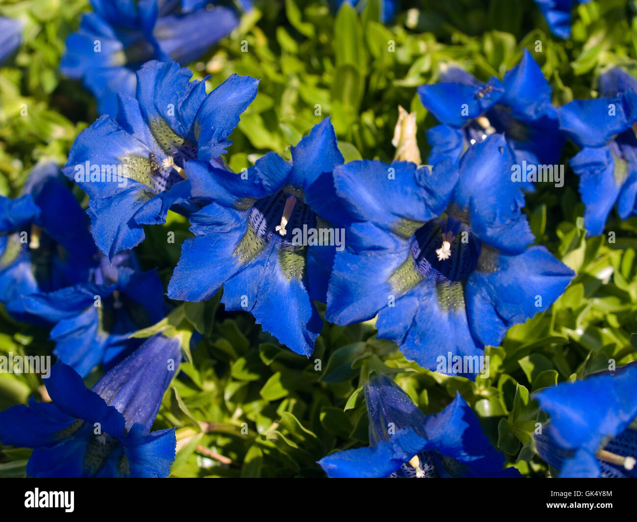 mountains alps flora Stock Photo - Alamy