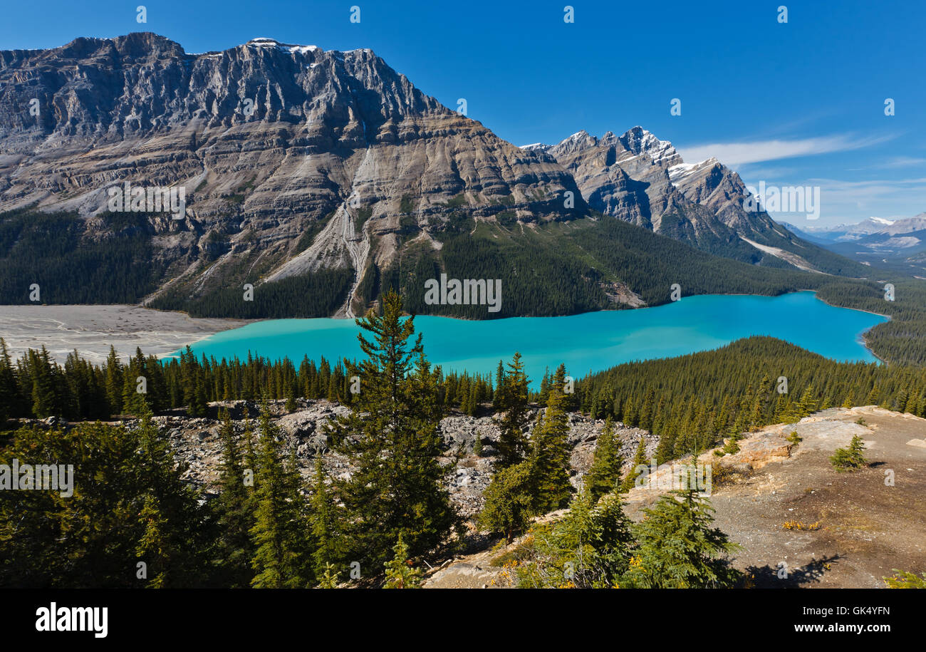 Travel tree hi-res stock photography and images - Alamy