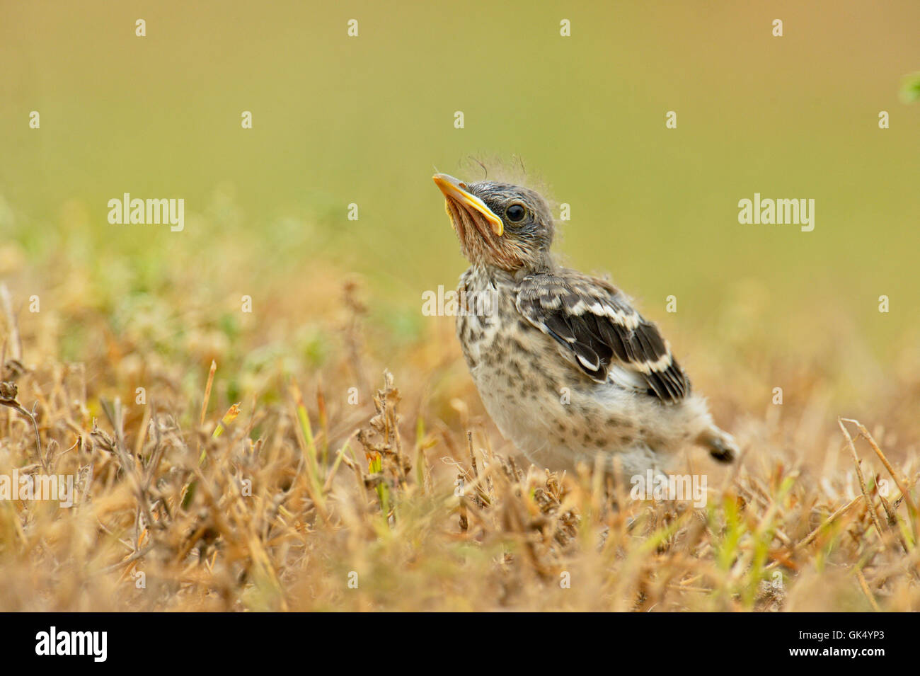 Fledgling mockingbird hi-res stock photography and images - Alamy