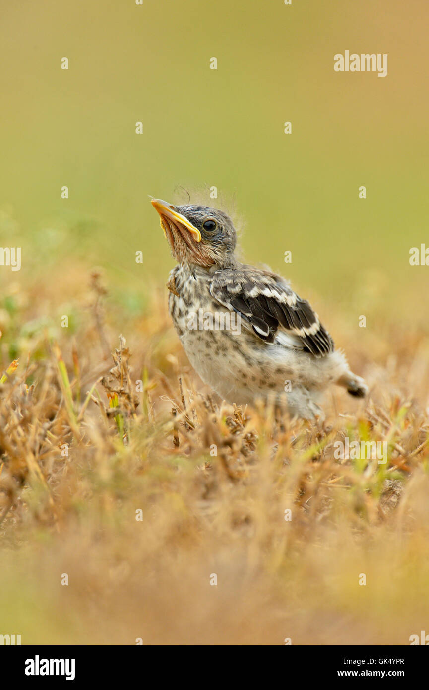 Mockingbird nest hi-res stock photography and images - Alamy