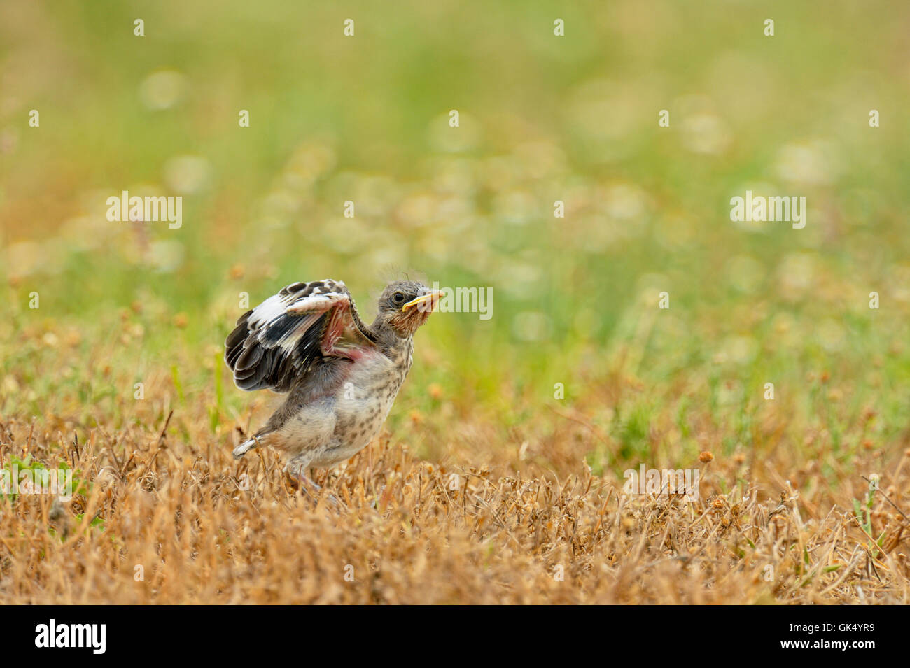Baby mockingbird hi-res stock photography and images - Alamy