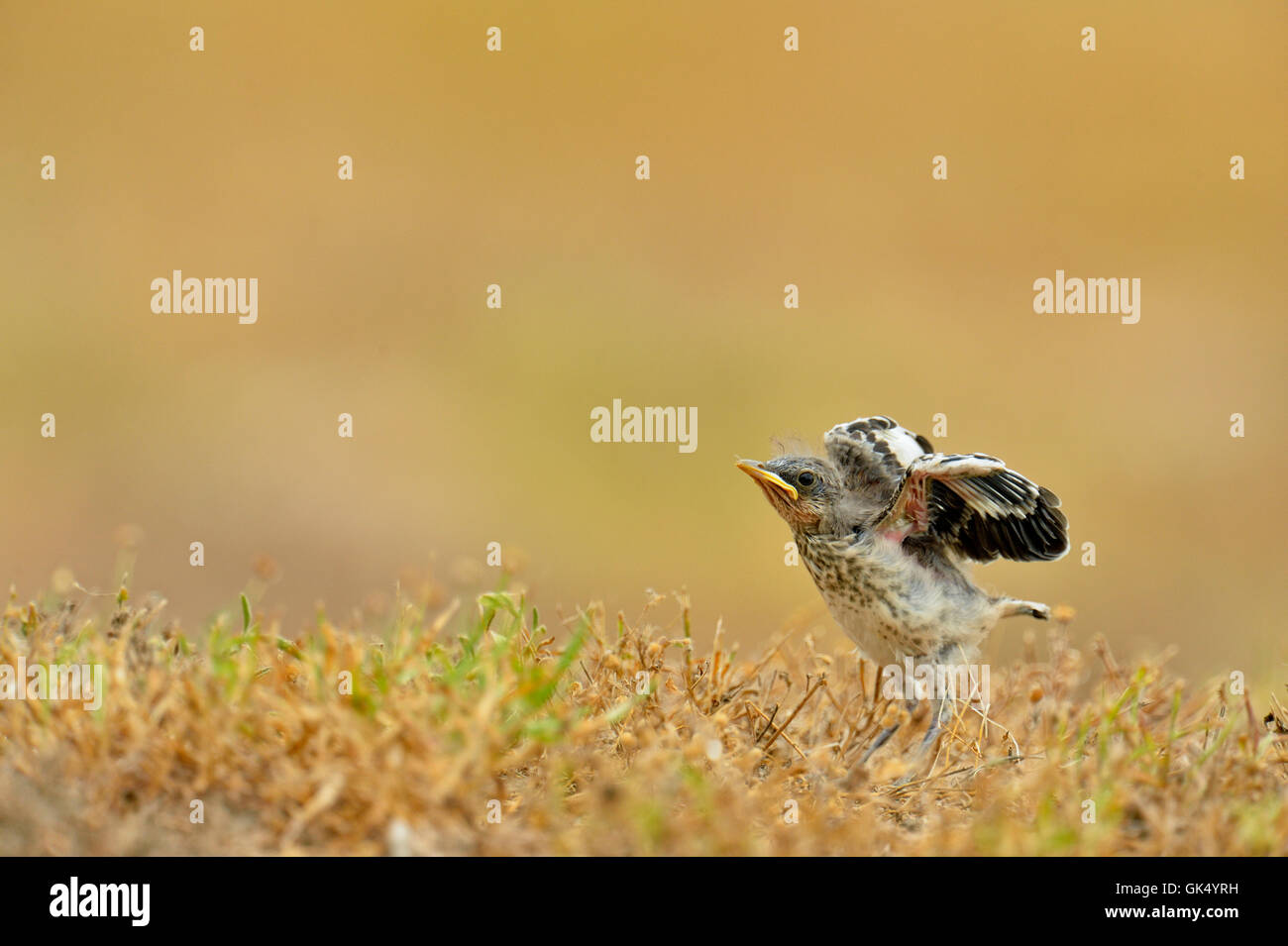 Northern Mockingbird (Mimus polyglottos) Fledgling just out from nest ...