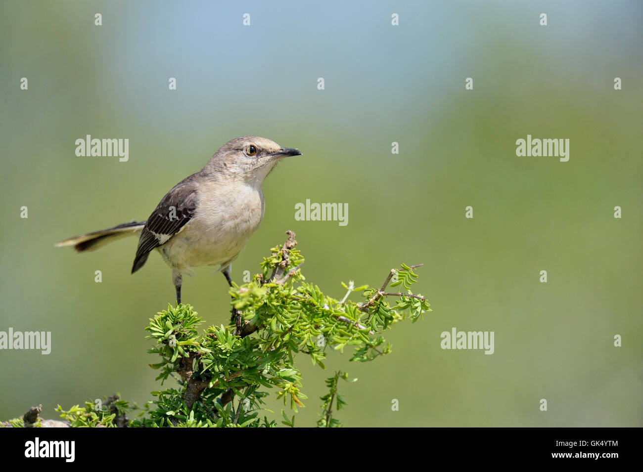 Mockingbird perching hi-res stock photography and images - Alamy