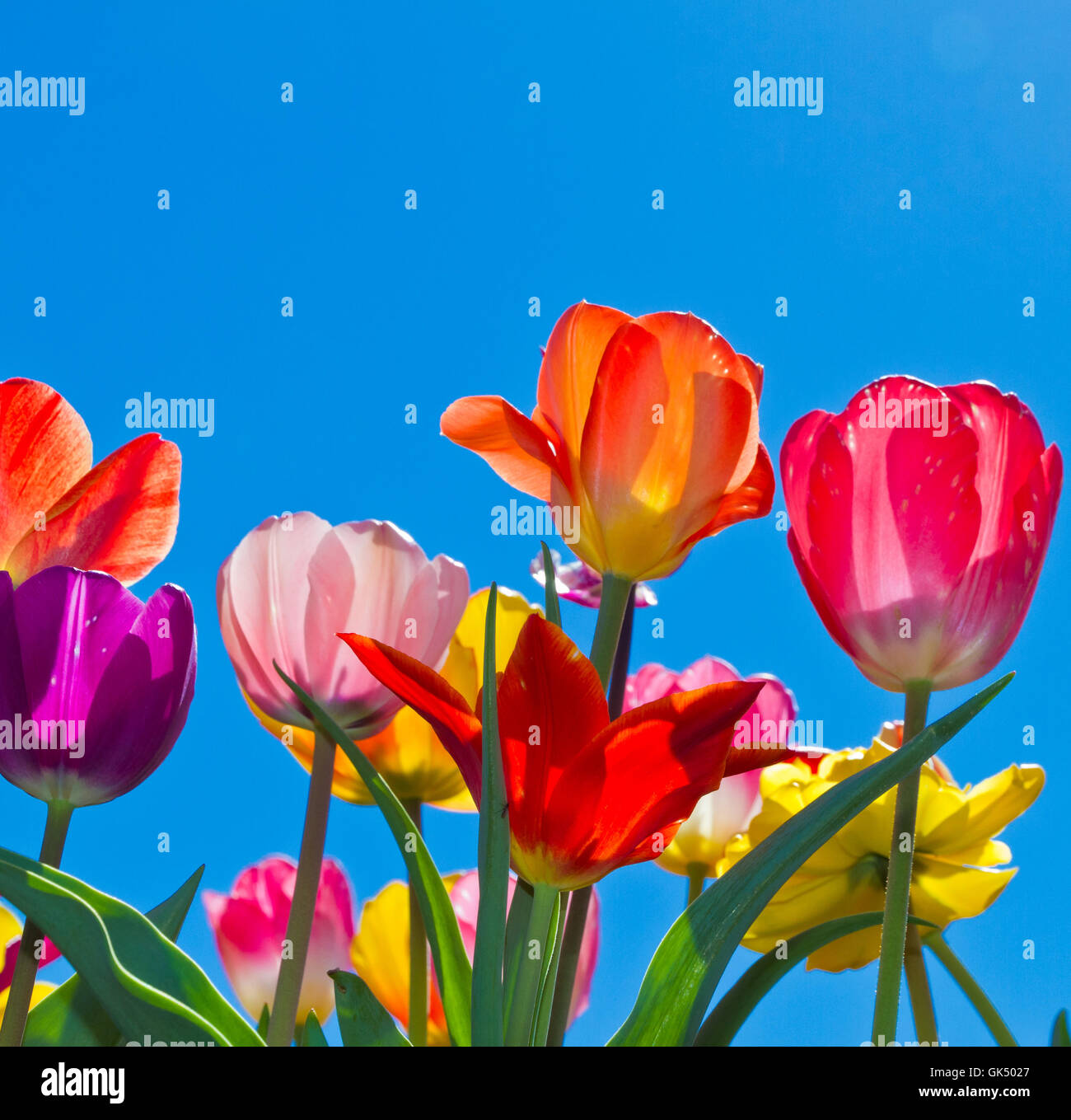 flower plant bloom Stock Photo - Alamy