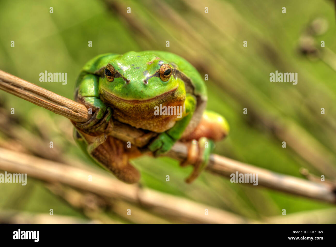 step tier animal Stock Photo - Alamy
