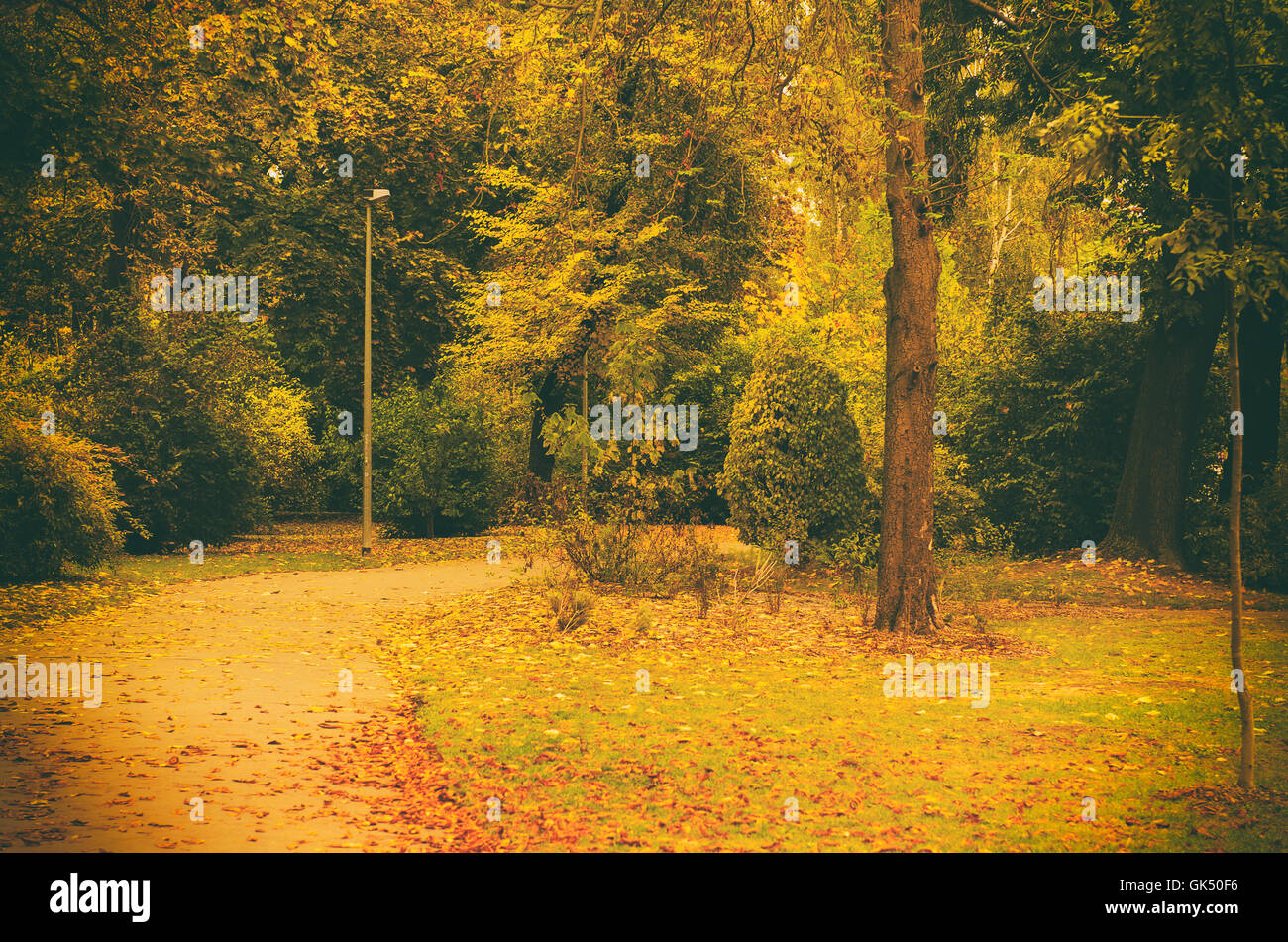 Autumn sunny park Stock Photo - Alamy