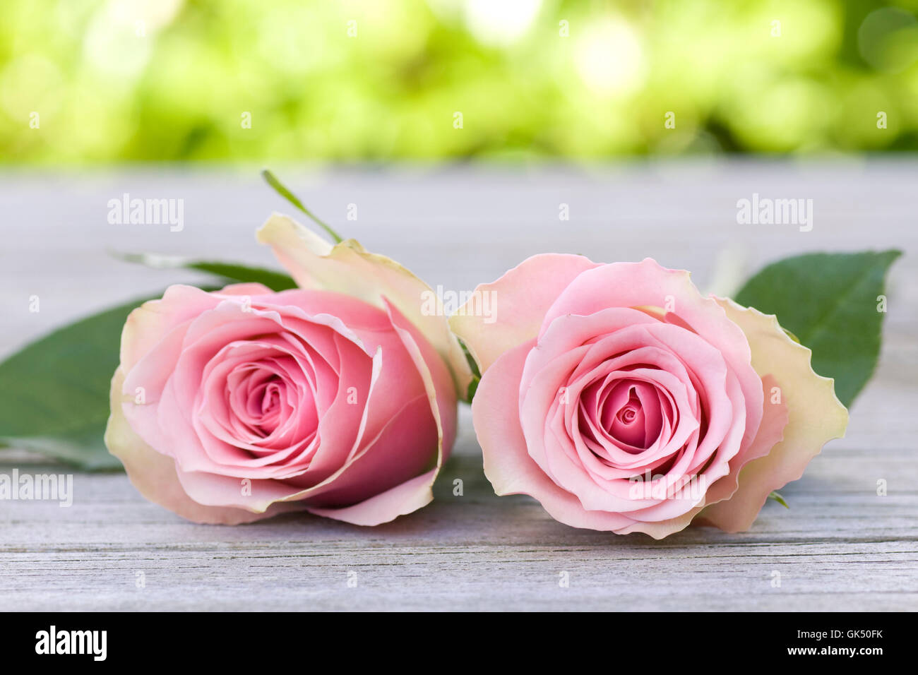 beautiful pink roses duo Stock Photo - Alamy