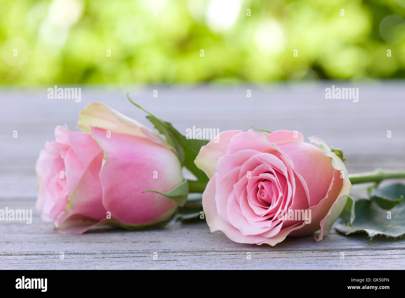 beautiful roses duo Stock Photo - Alamy