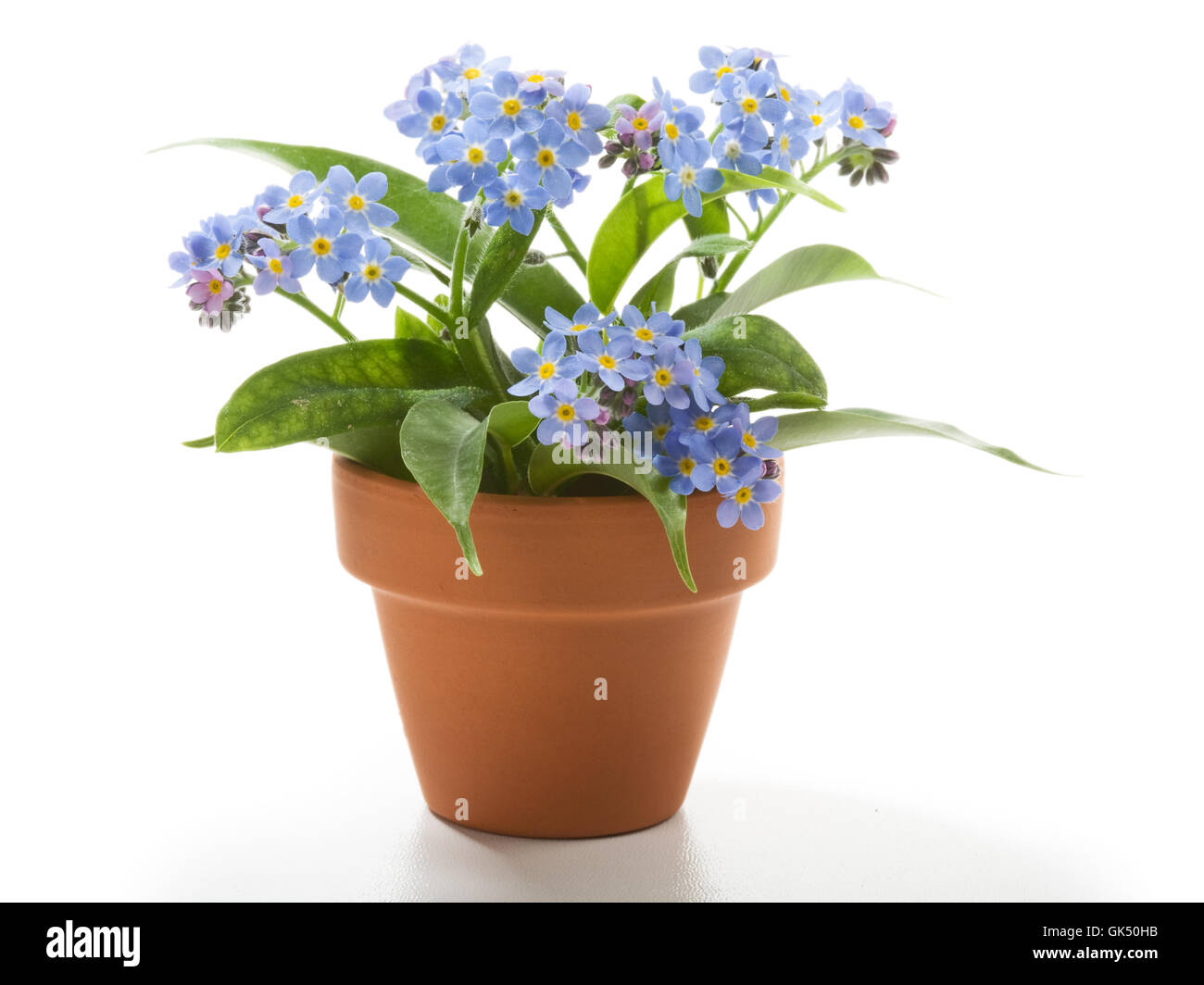 forget me not Stock Photo - Alamy