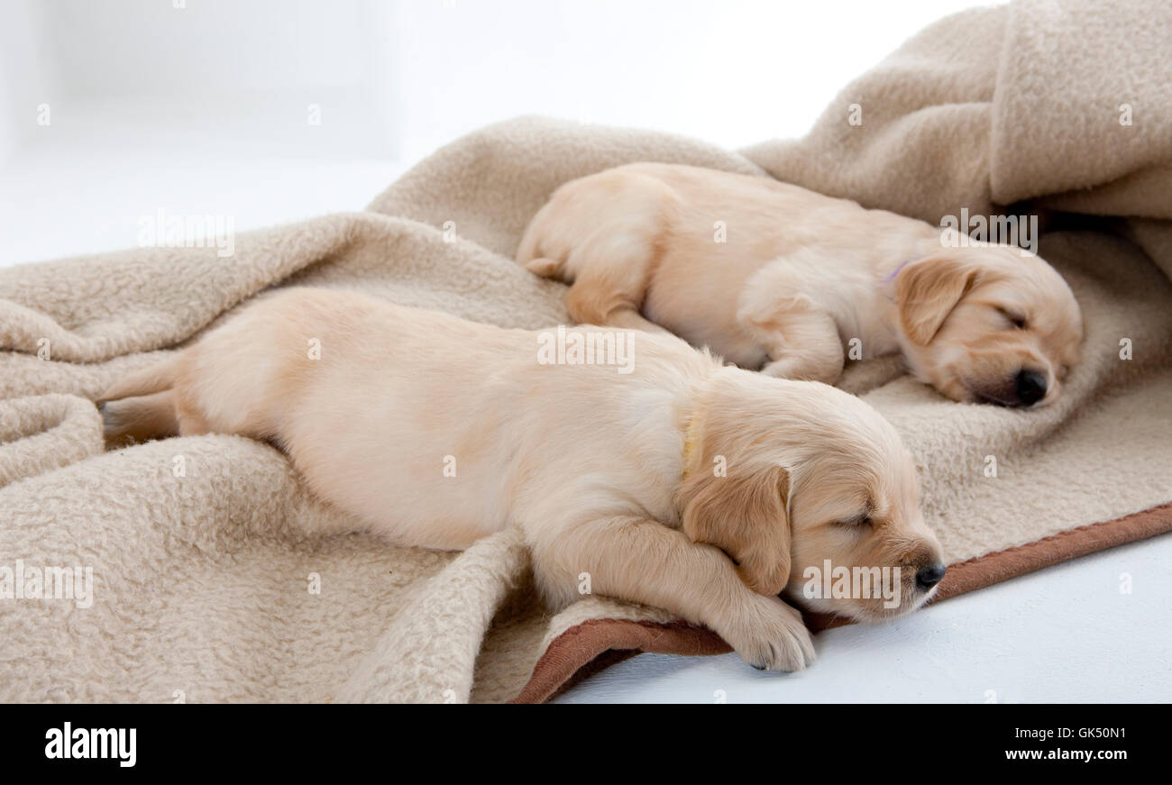 dog inside animal Stock Photo - Alamy