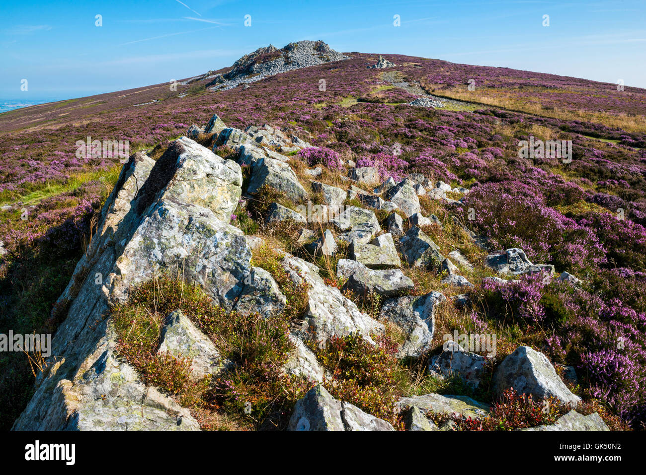 The Stiperstones National Nature Reserve with quartzite rock and purple ...