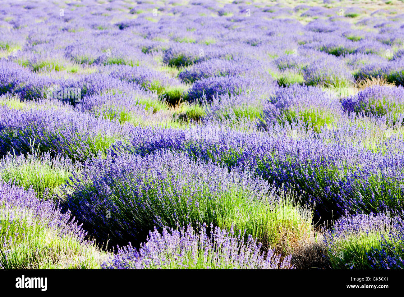 france flower plant Stock Photo - Alamy