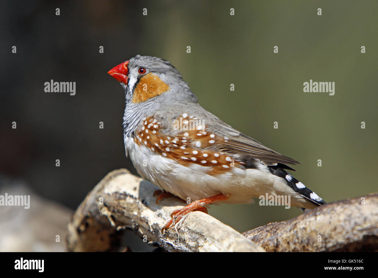 Zebrafinken hi-res stock photography and images - Alamy
