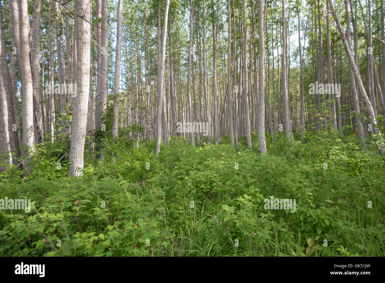 Canada uniform hi-res stock photography and images - Alamy