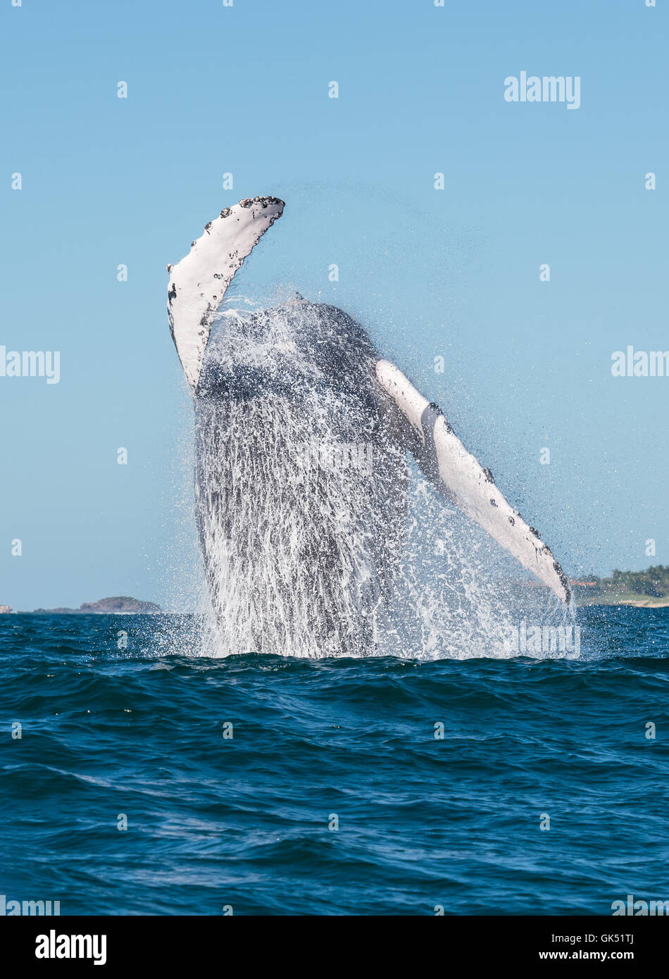 Whale breaching 3 Stock Photo - Alamy