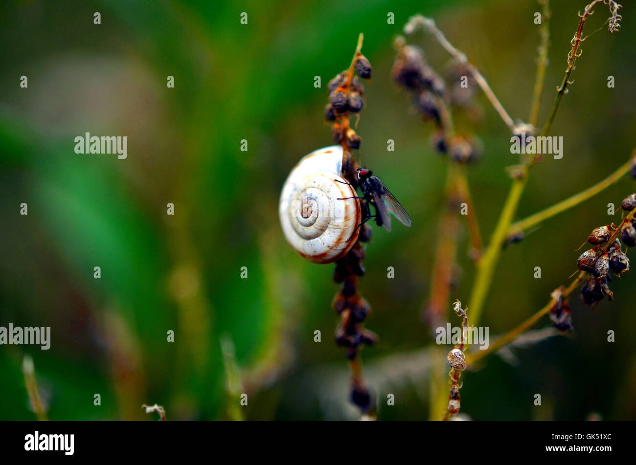 macro of small snail and fly sitting on a plant Stock Photo - Alamy