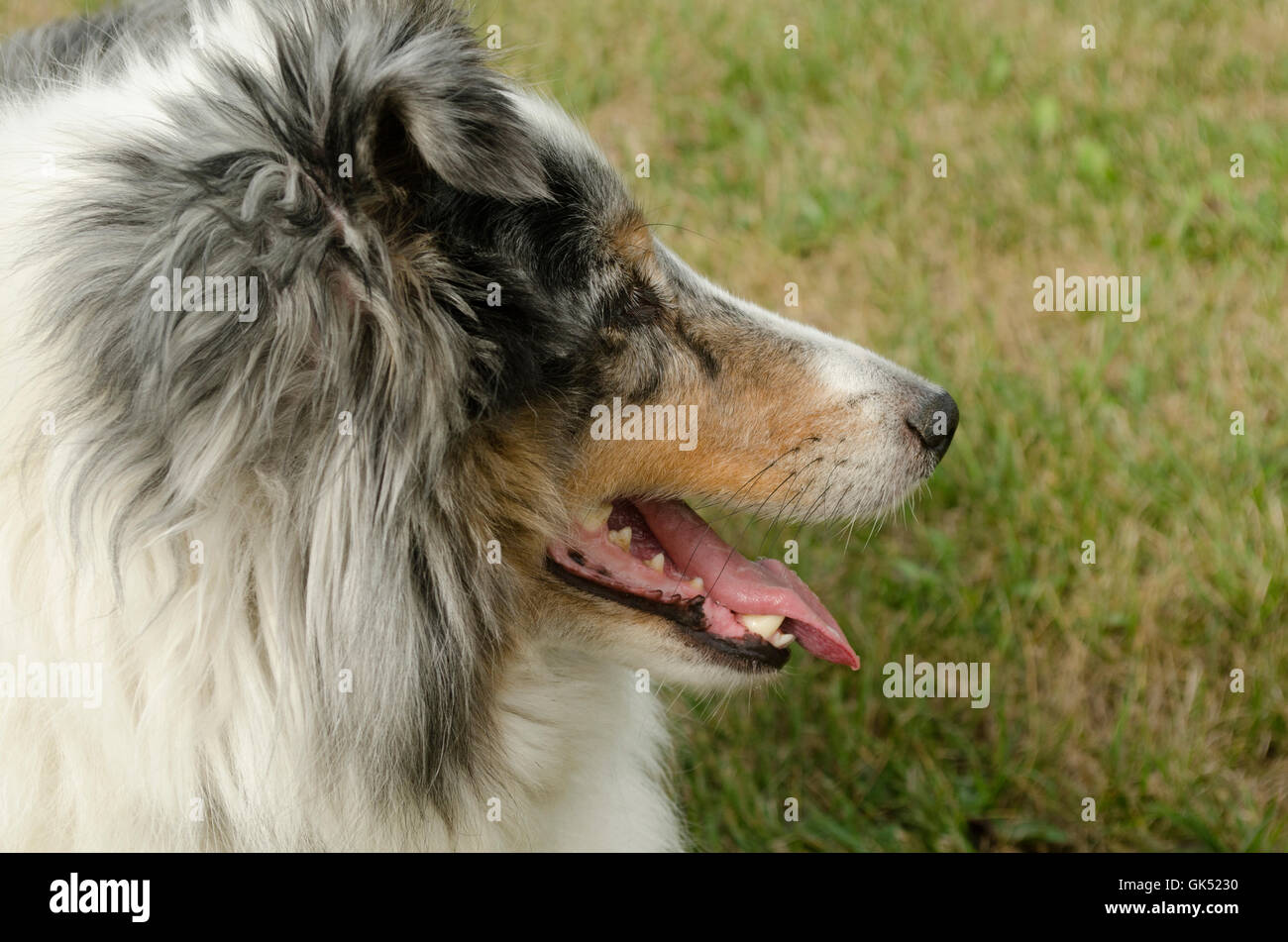 Shetland sheep dog profile Stock Photo - Alamy