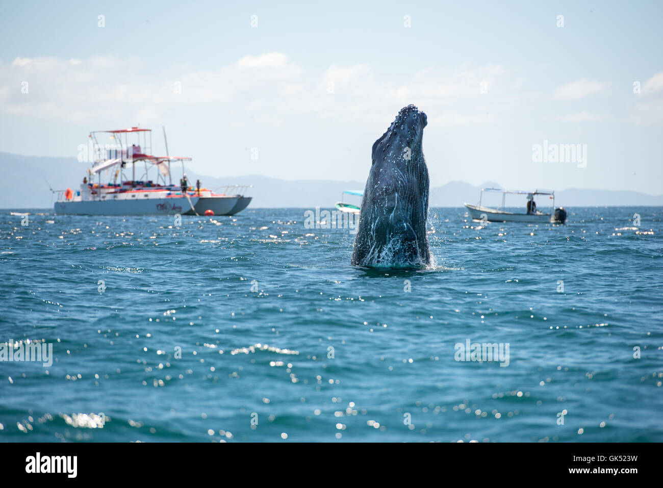 Whale human watching Stock Photo - Alamy