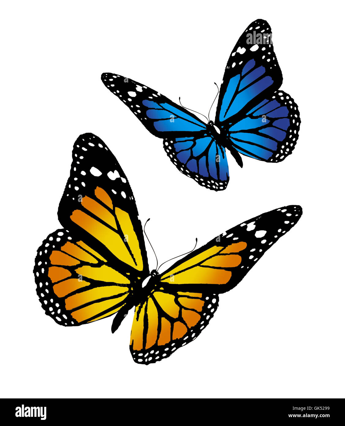 Gorgeous blue butterfly Cut Out Stock Images & Pictures - Alamy