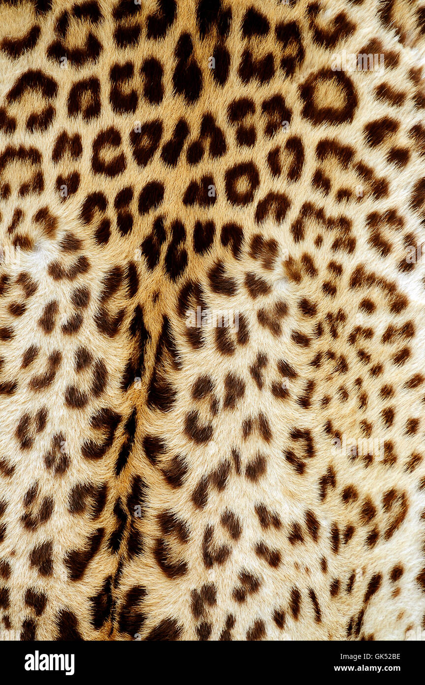 Close up animal skin hi-res stock photography and images - Alamy