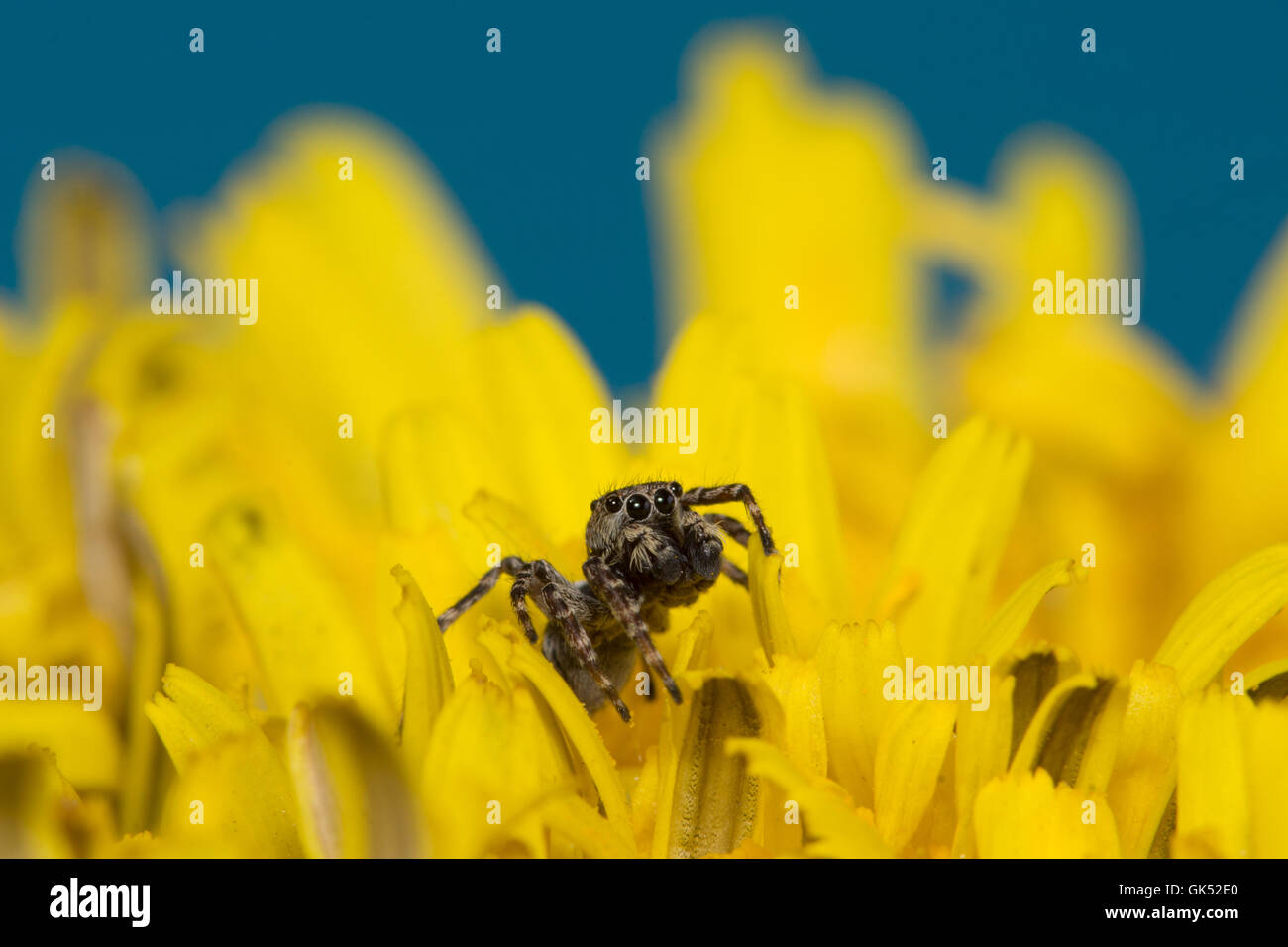 jumper spider photographed very close up in their habitat Stock Photo ...