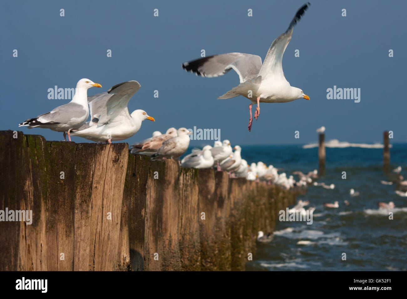 Flying abreast hi-res stock photography and images - Alamy