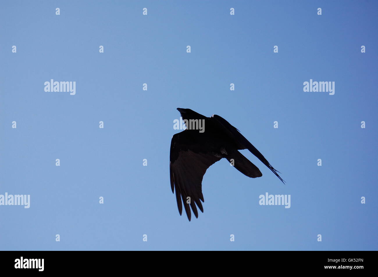 Lone bird hi-res stock photography and images - Alamy