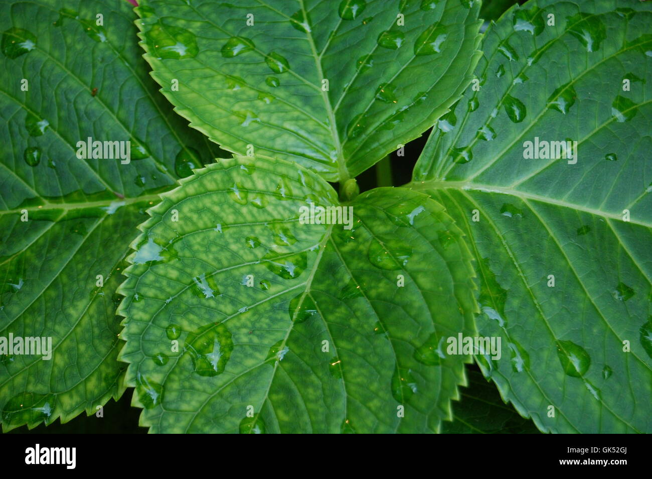 Hydrangea leaves hi-res stock photography and images - Alamy