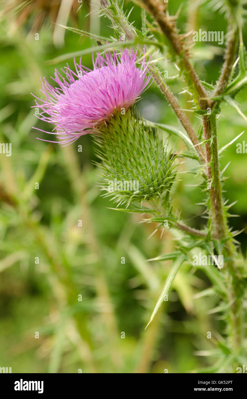 Bull thistle hi-res stock photography and images - Alamy