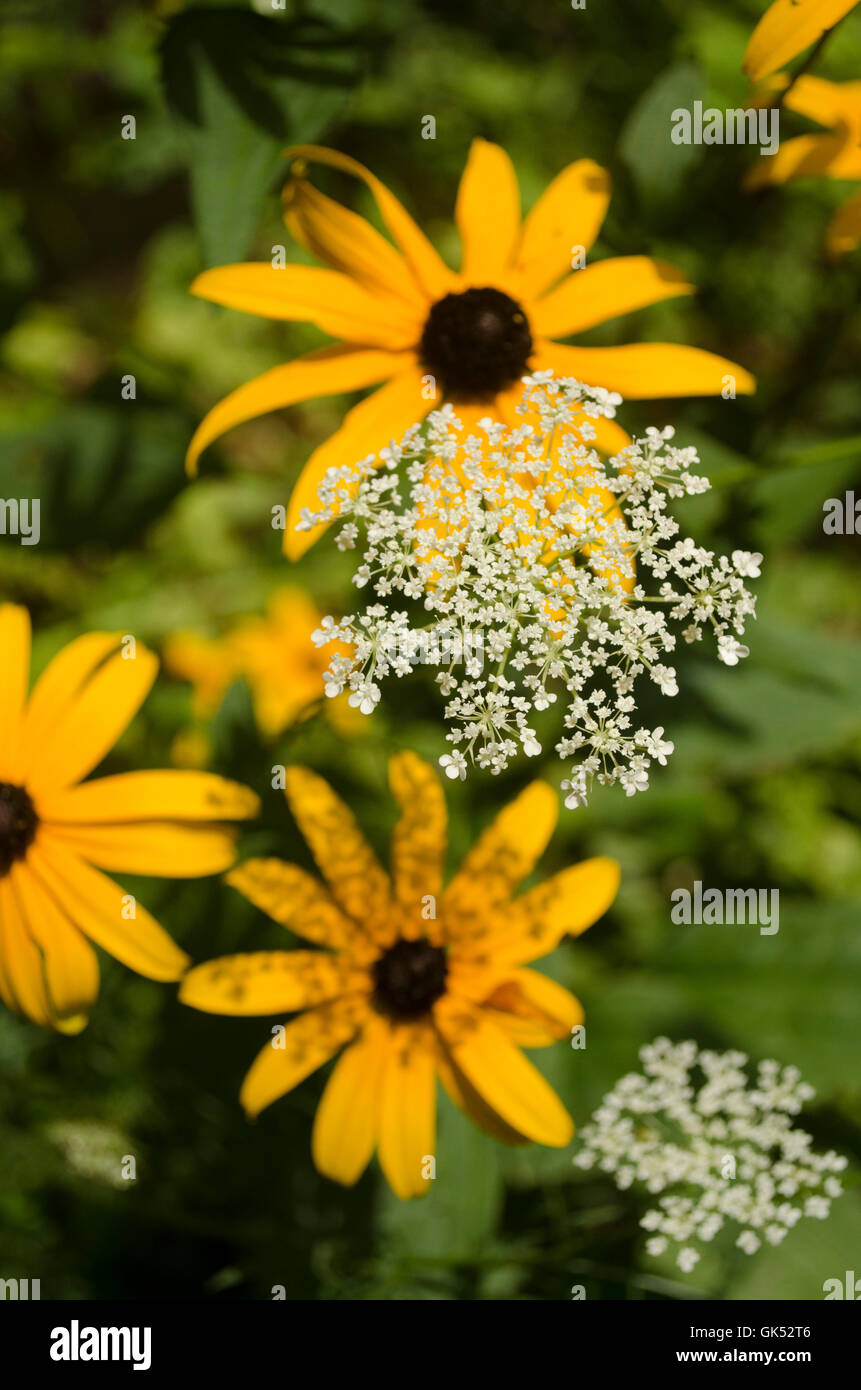 Black eyed Susan and queen Anne's lace Stock Photo - Alamy