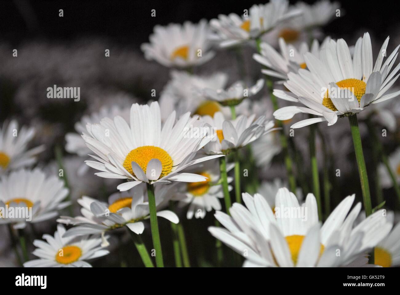 flowers, plants ,foliage, spring flowers, spring Stock Photo - Alamy