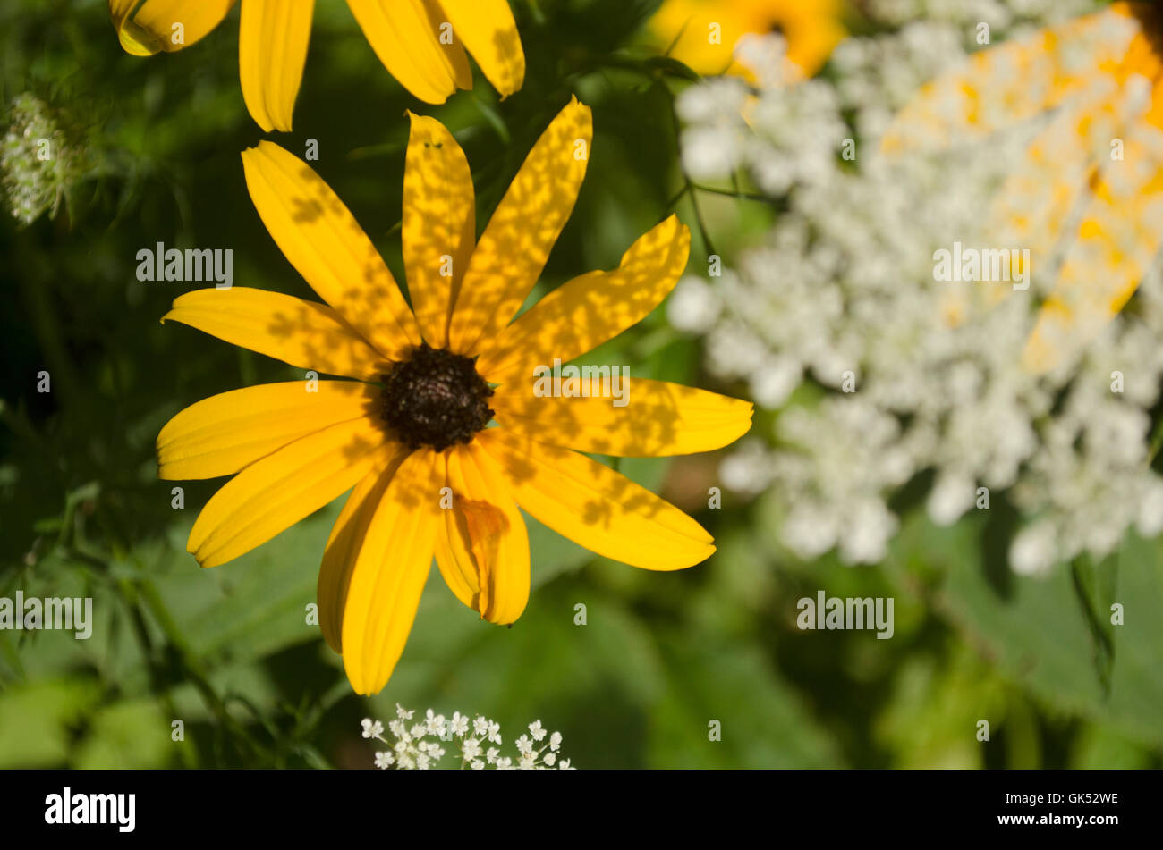 Black eyed Susan and queen Anne's lace Stock Photo - Alamy