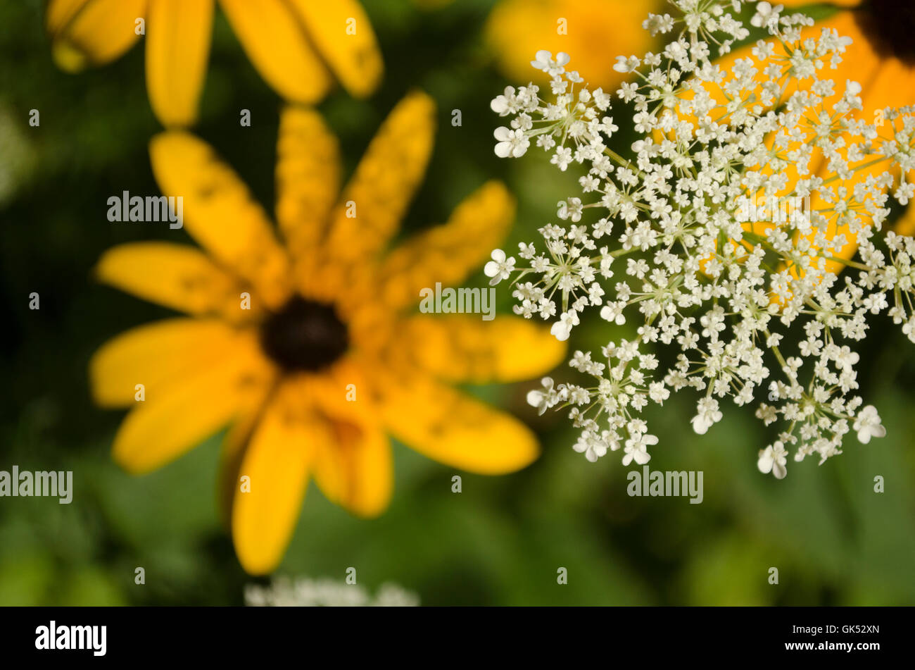 Black eyed Susan and queen Anne's lace Stock Photo - Alamy