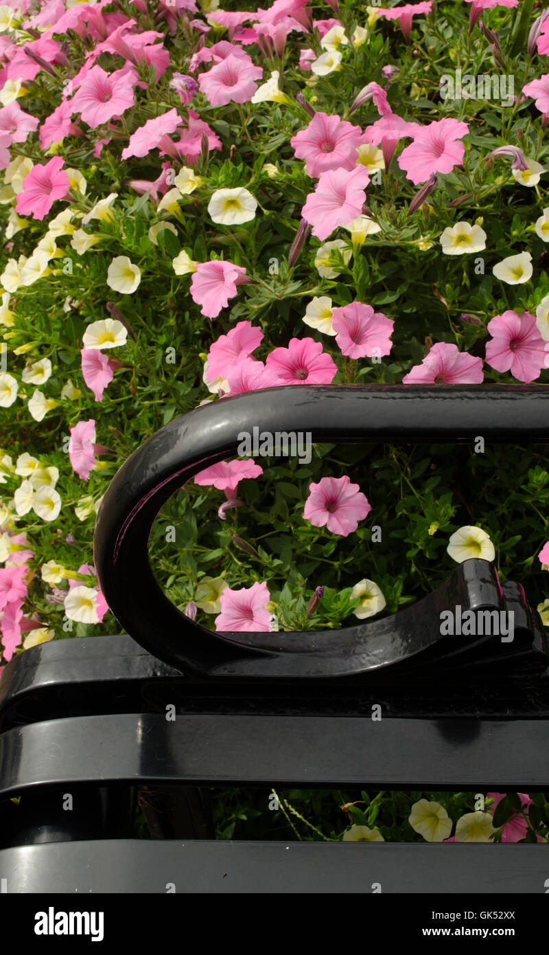 Pink and yellow petunias hi-res stock photography and images - Alamy