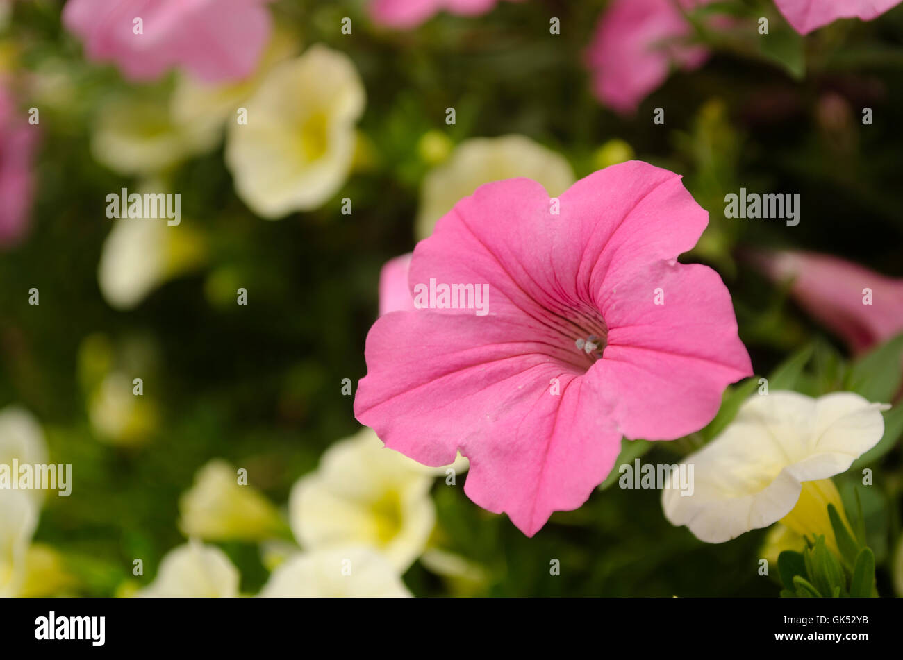 Pink and yellow petunias hi-res stock photography and images - Alamy