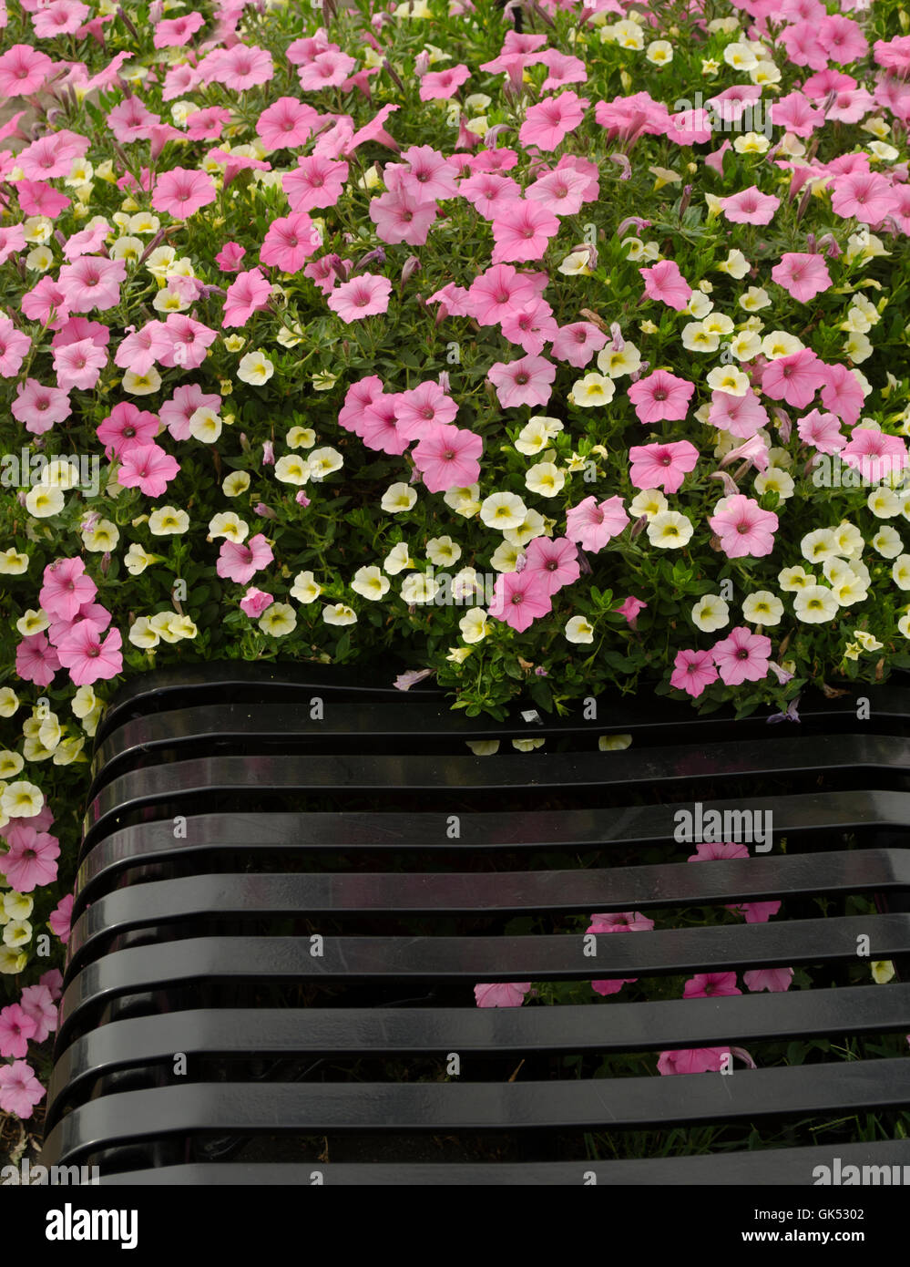 Pink and yellow petunias hi-res stock photography and images - Alamy
